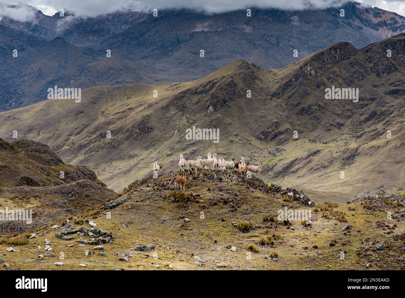 Llama (Lama glama) gathered in Lares Valley with mountain backdrop ...