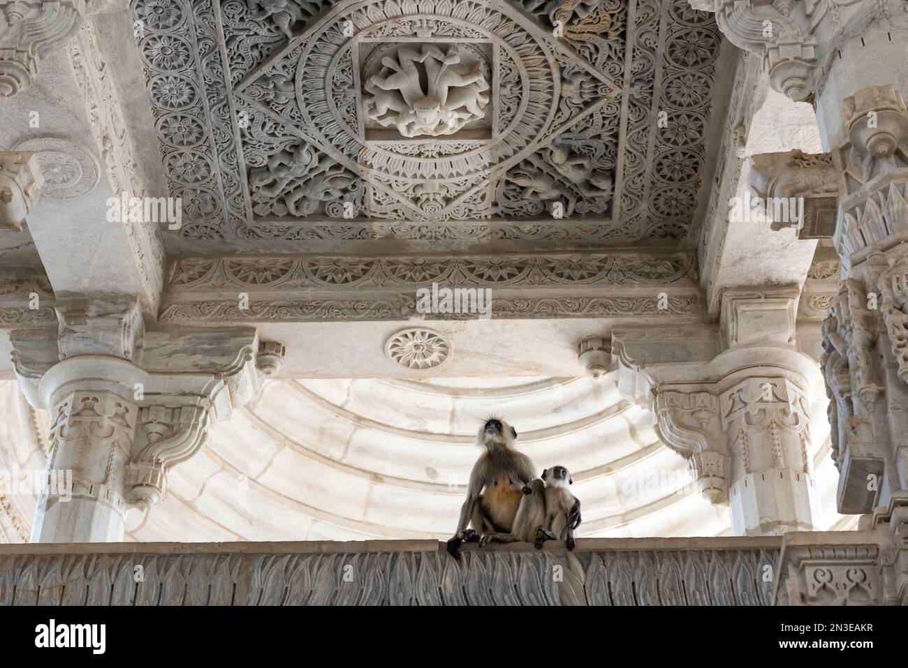 Monkeys resting inside on an interior balcony below an intricately ...