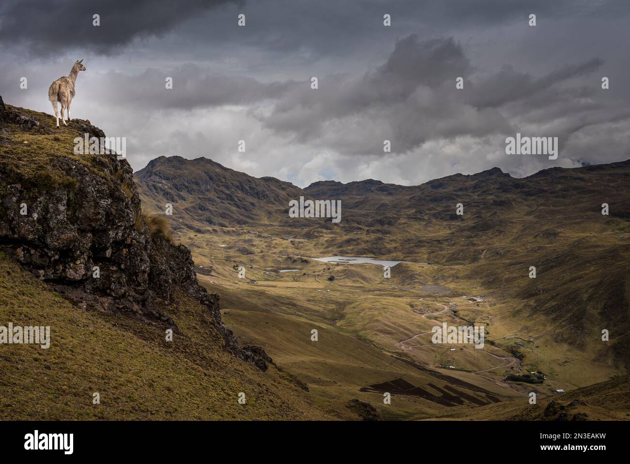 Llama (Lama glama) on a mountain peak looking over the Lares Valley and ...