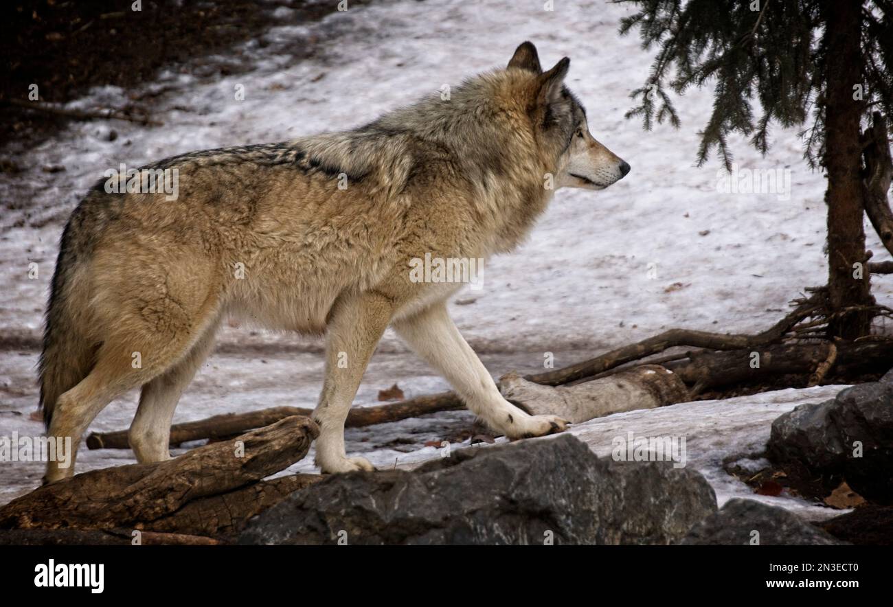 Grey Wolf, Calgary Zoo Alberta Stock Photo - Alamy