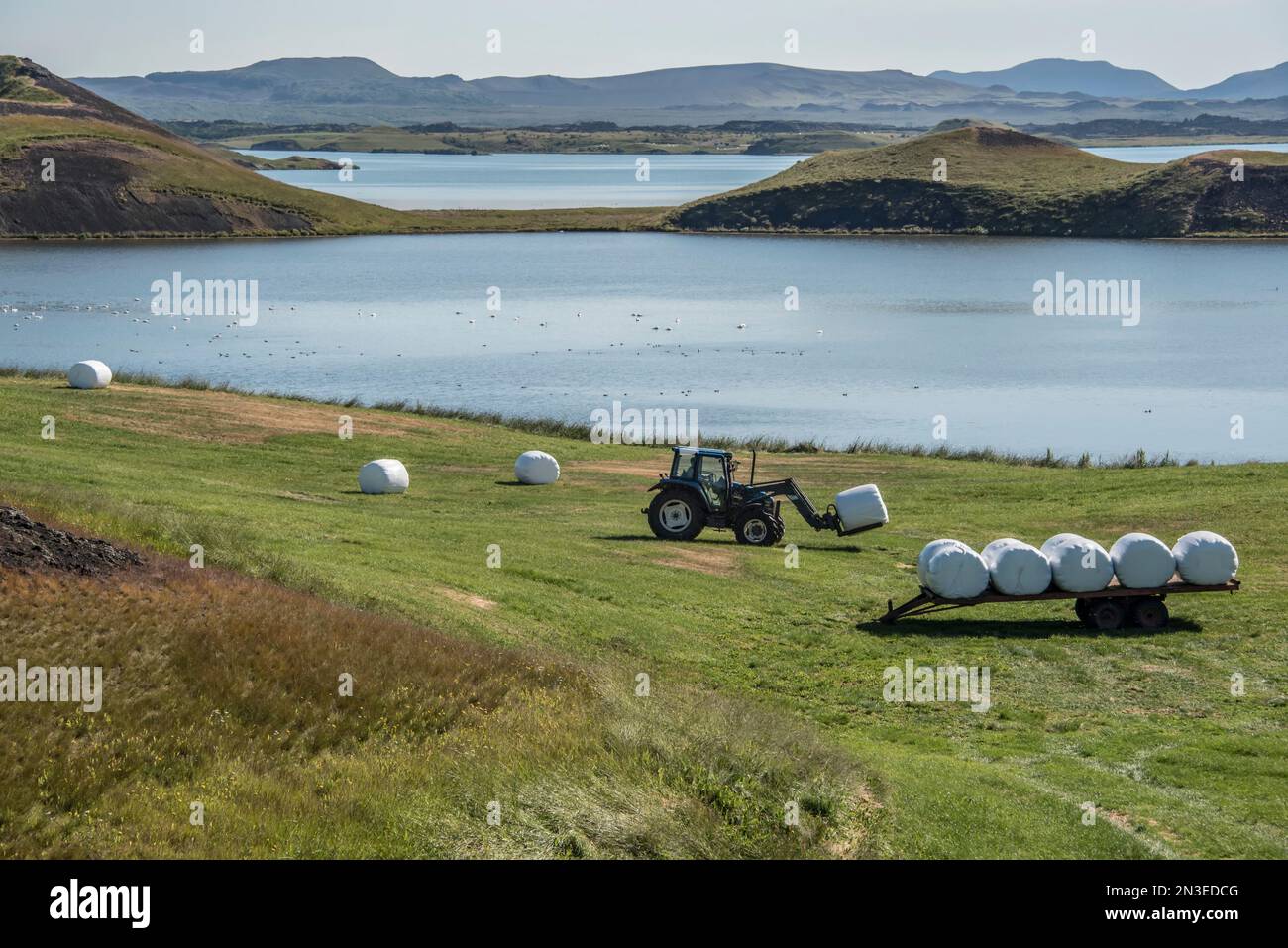 Hay cut for animal feed is packed in plastic to protect against harsh ...