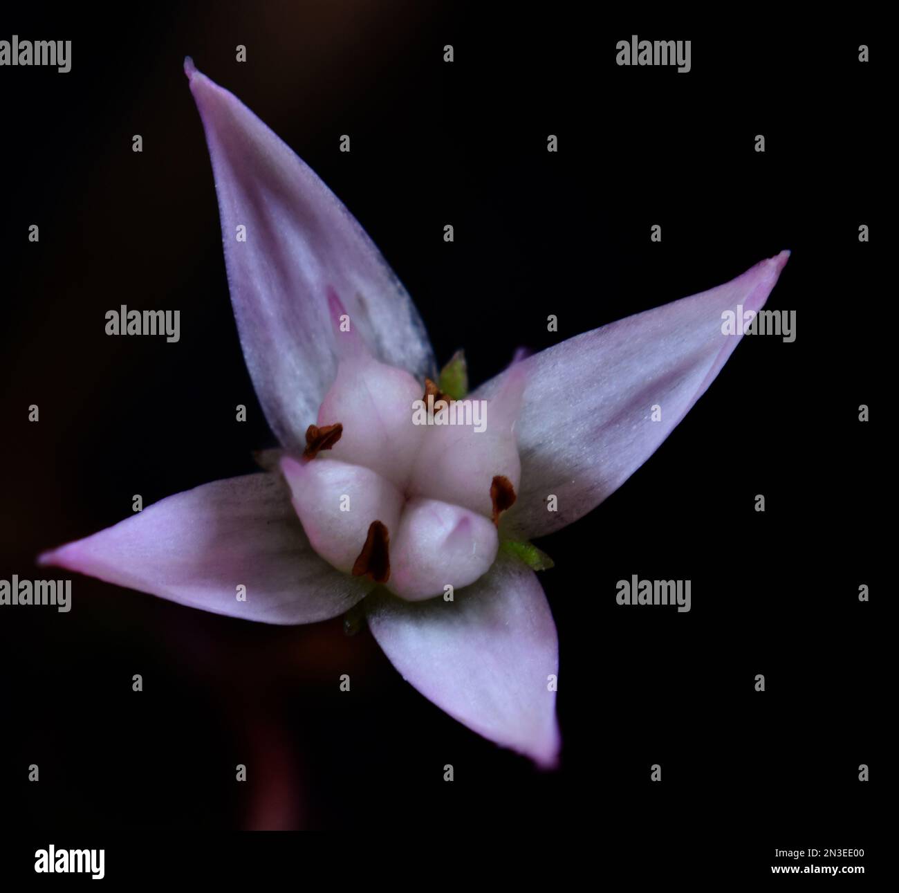 Closeup of a single Crassula multicava flower Stock Photo - Alamy