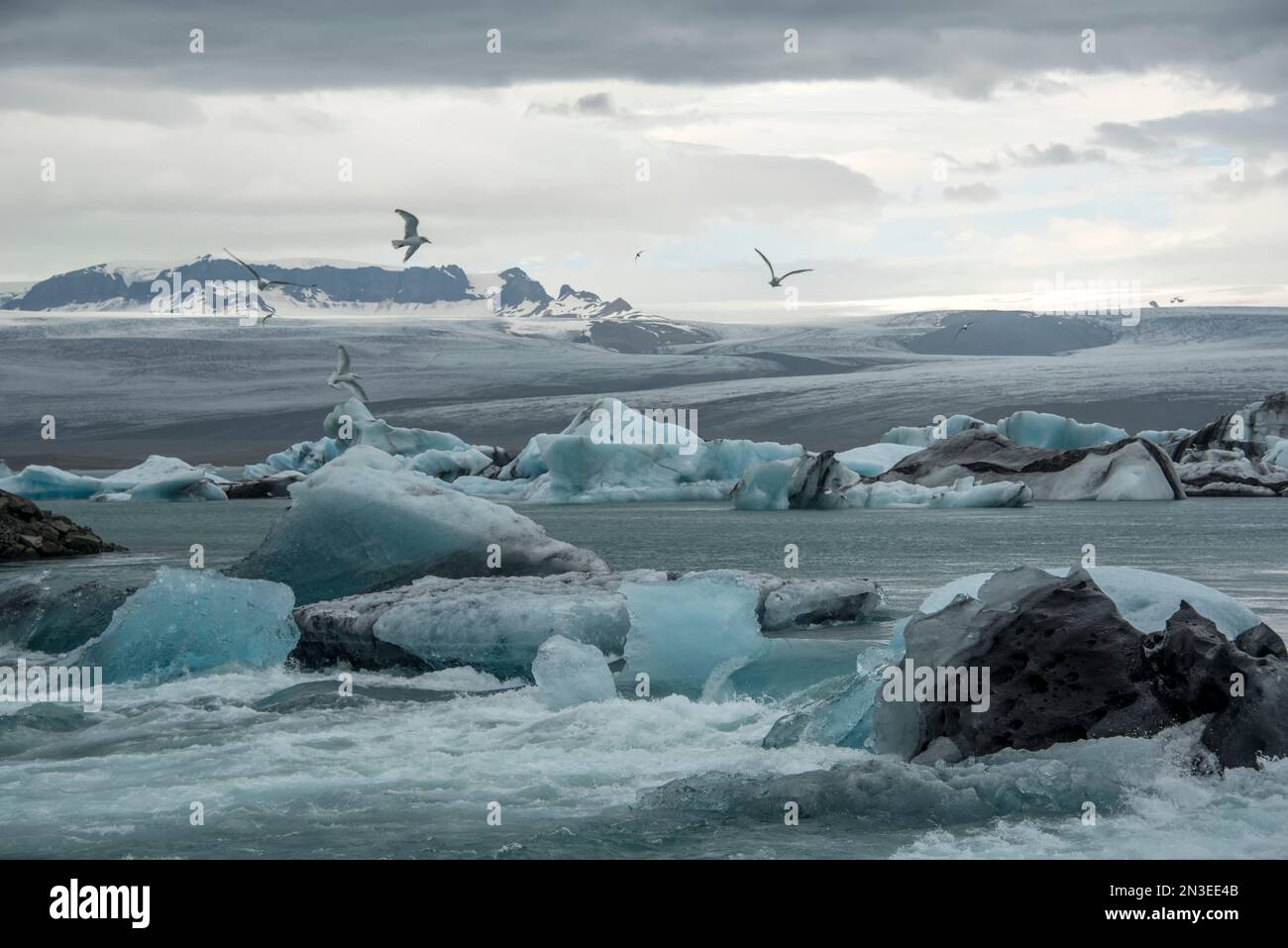 Birds flying over icebergs hi-res stock photography and images - Alamy