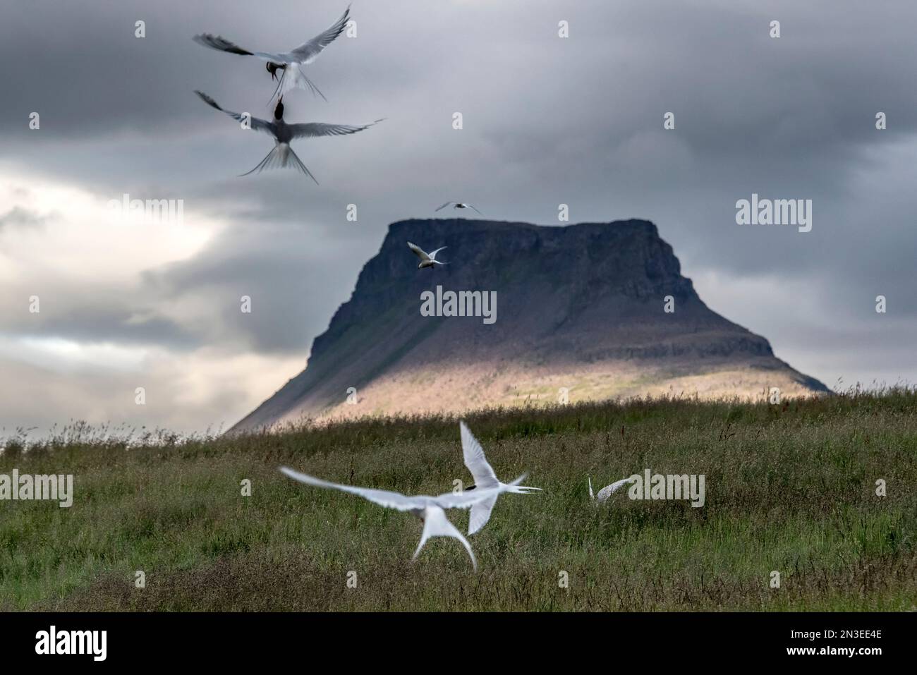 Nesting Arctic Terns competing for territory on Vigur Island Stock ...