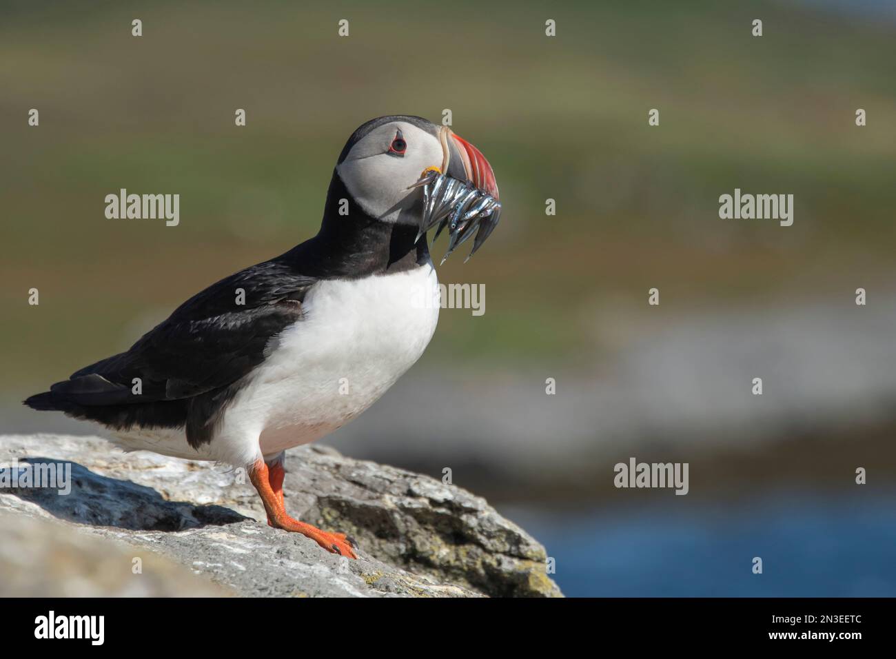 Multiple fish hi-res stock photography and images - Alamy