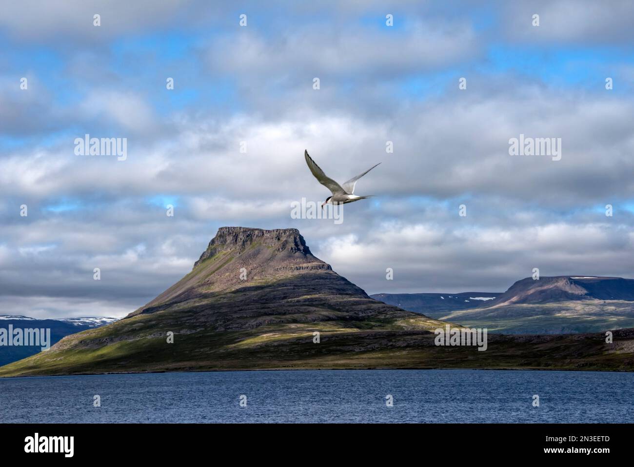 Arctic Tern (Sterna paradisaea) flying over the Atlantic Ocean at Vigur ...