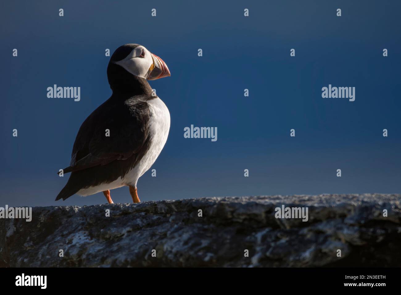 Westfjords iceland bird cliff hi-res stock photography and images - Alamy