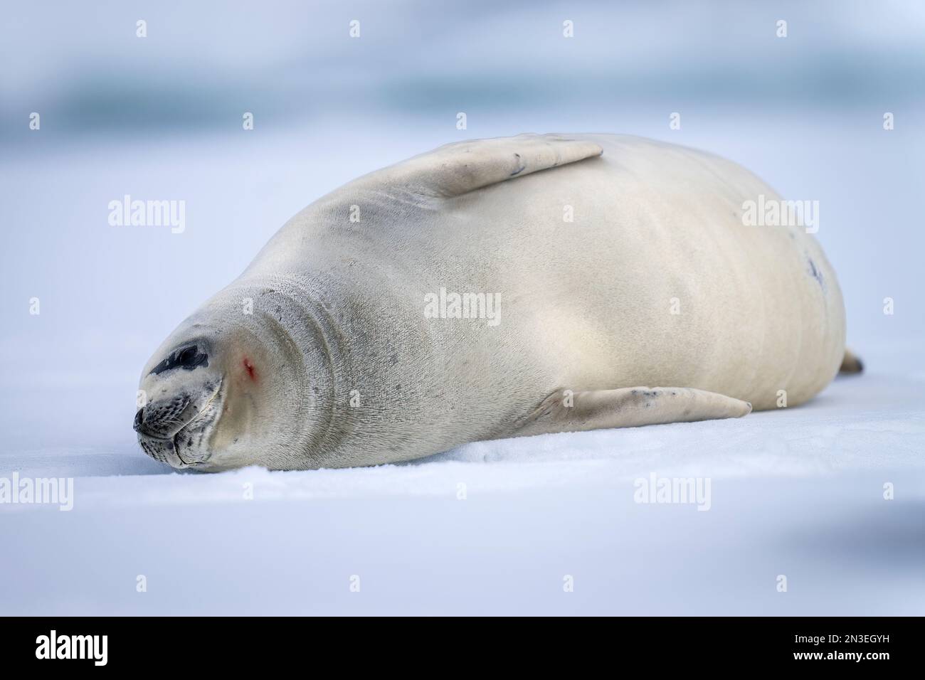 Crabeater seal (Lobodon carcinophaga) lies dozing on ice floe ...