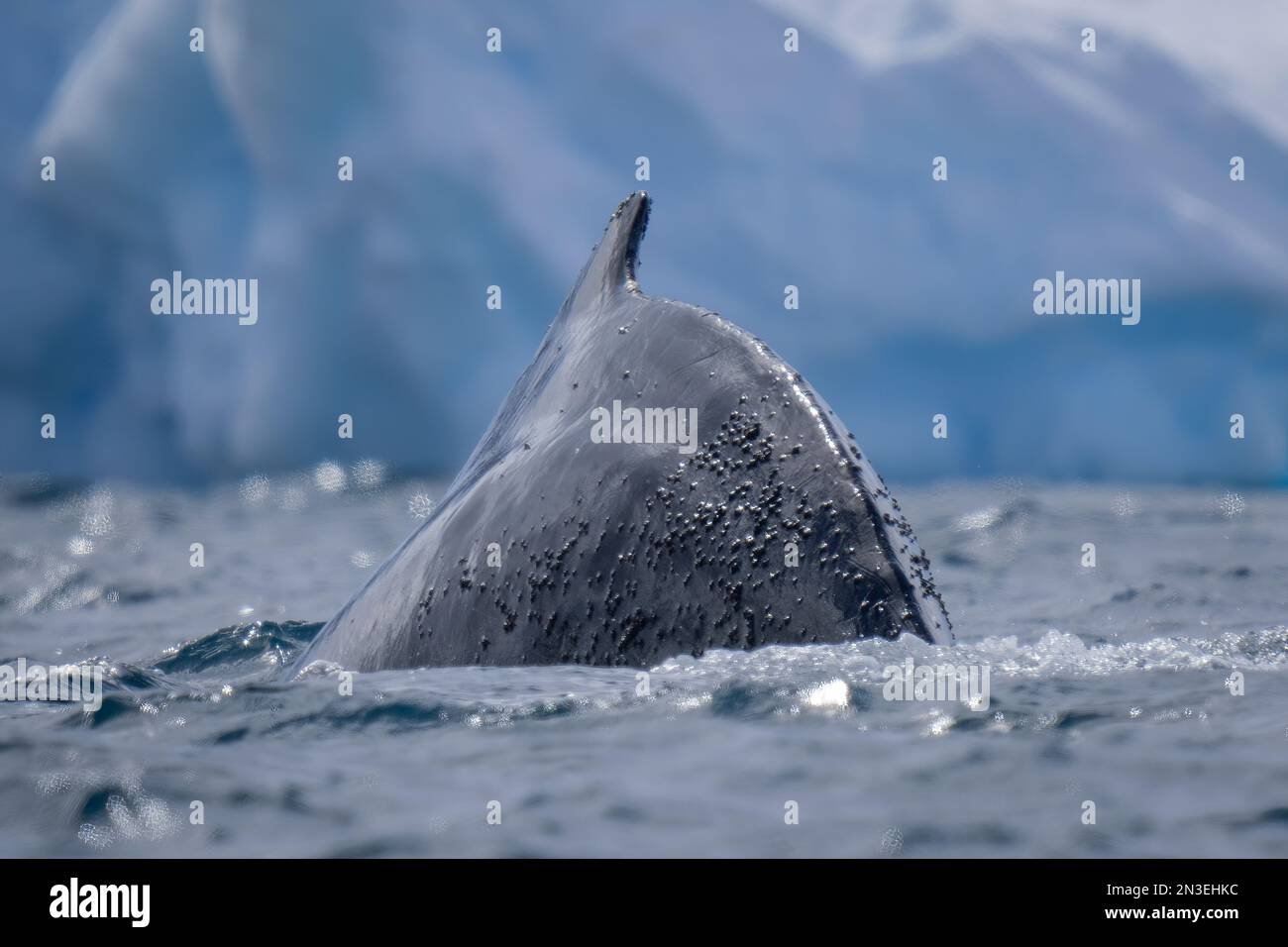 Whale surfacing behavior hi-res stock photography and images - Alamy
