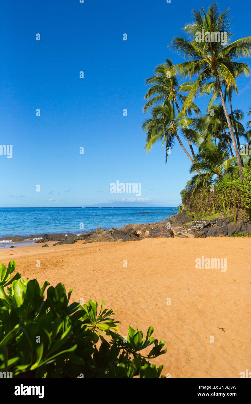 Golden sand at Po'olenalena Beach with palm trees along the shore and ...