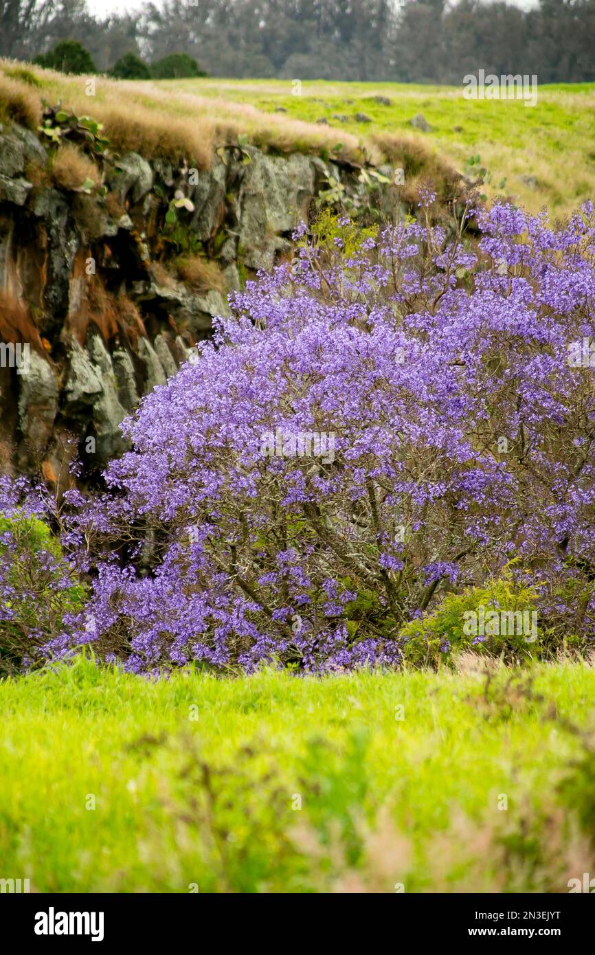 Jacaranda tree (Jacaranda mimosifolia) in bloom in Upcountry Maui; Kula ...
