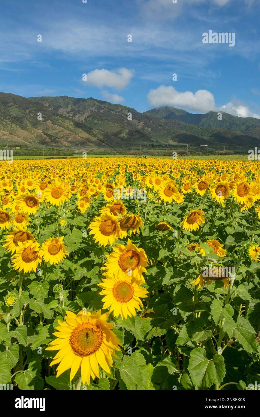 Sunflowers in bloom on Maui. Planted by Pacific Bio-Diesel Stock Photo ...