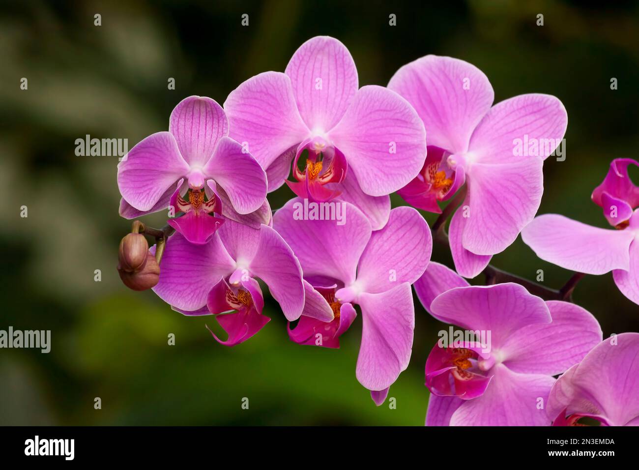 Phalaenopsis labellum hi-res stock photography and images - Alamy