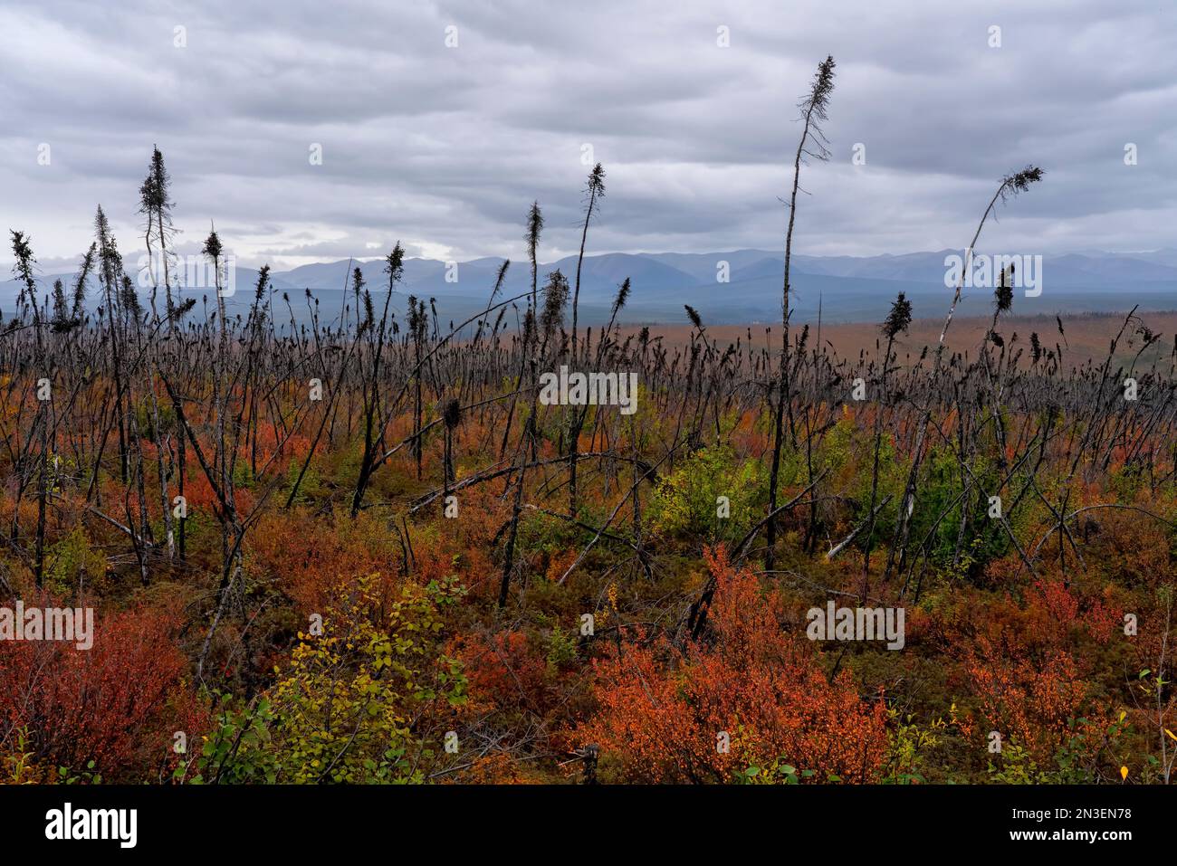 Fall colors make the landscape colorful amidst an old forest fire burn ...