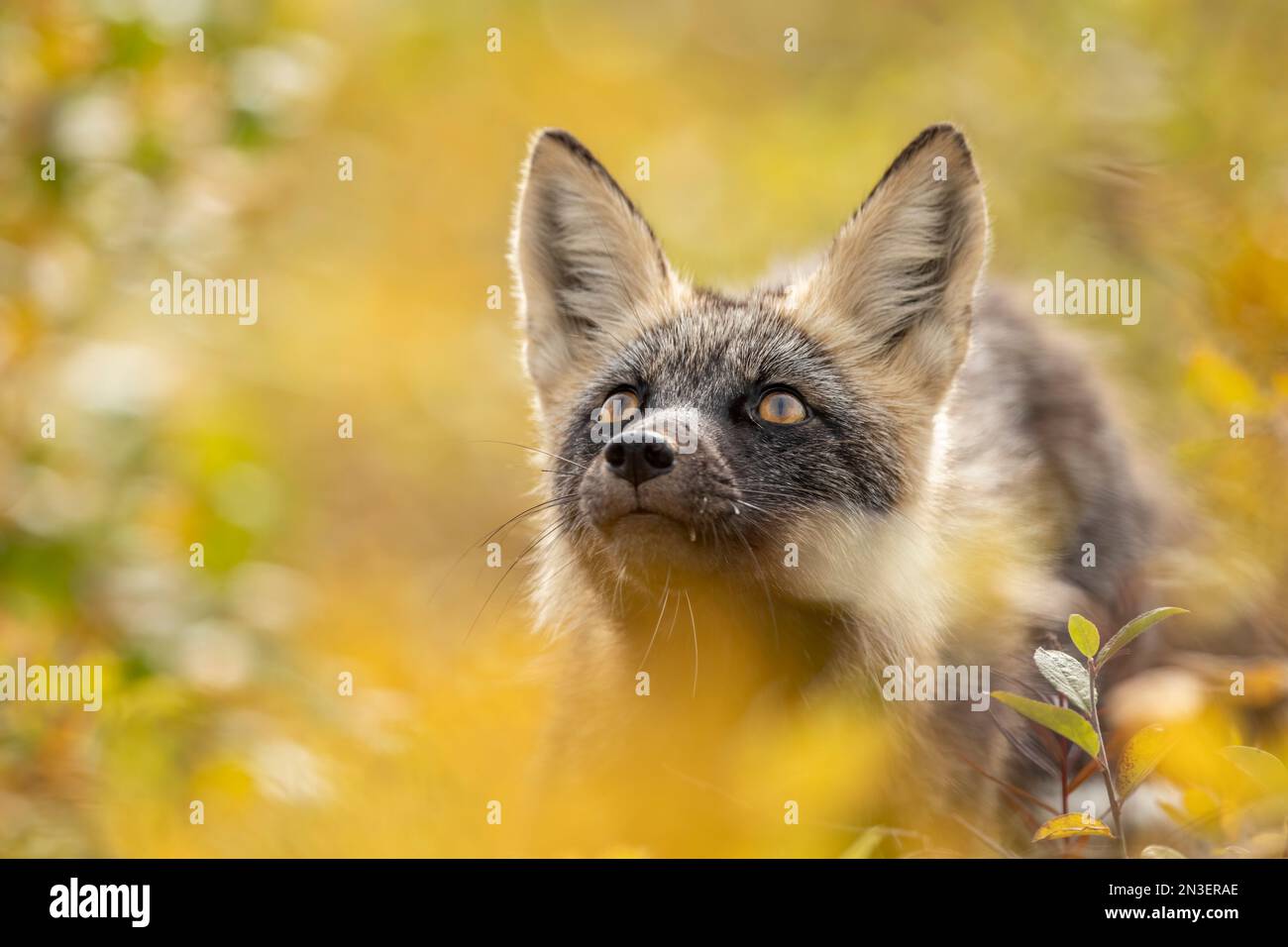 Red fox with melanistic colouring. Vulpes vulpes Stock Photo - Alamy