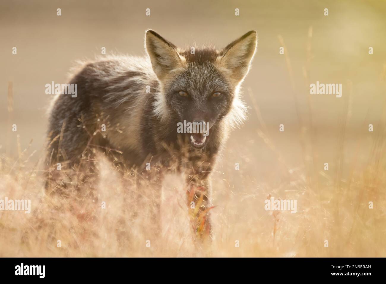 Red fox with melanistic colouring. Vulpes vulpes Stock Photo - Alamy