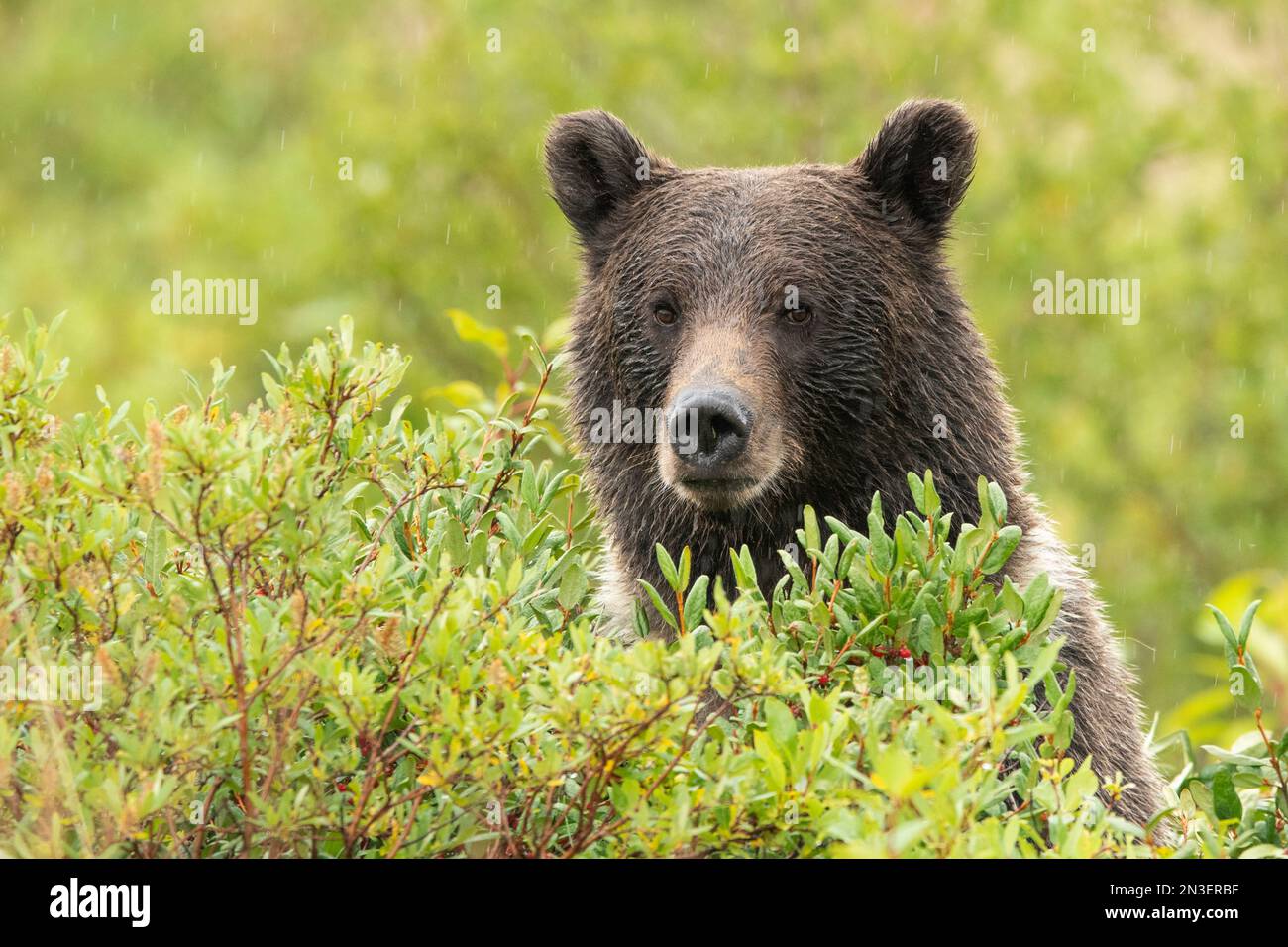 Grizzly bear (Ursus arctos horribilis) looking out from behind foliage ...