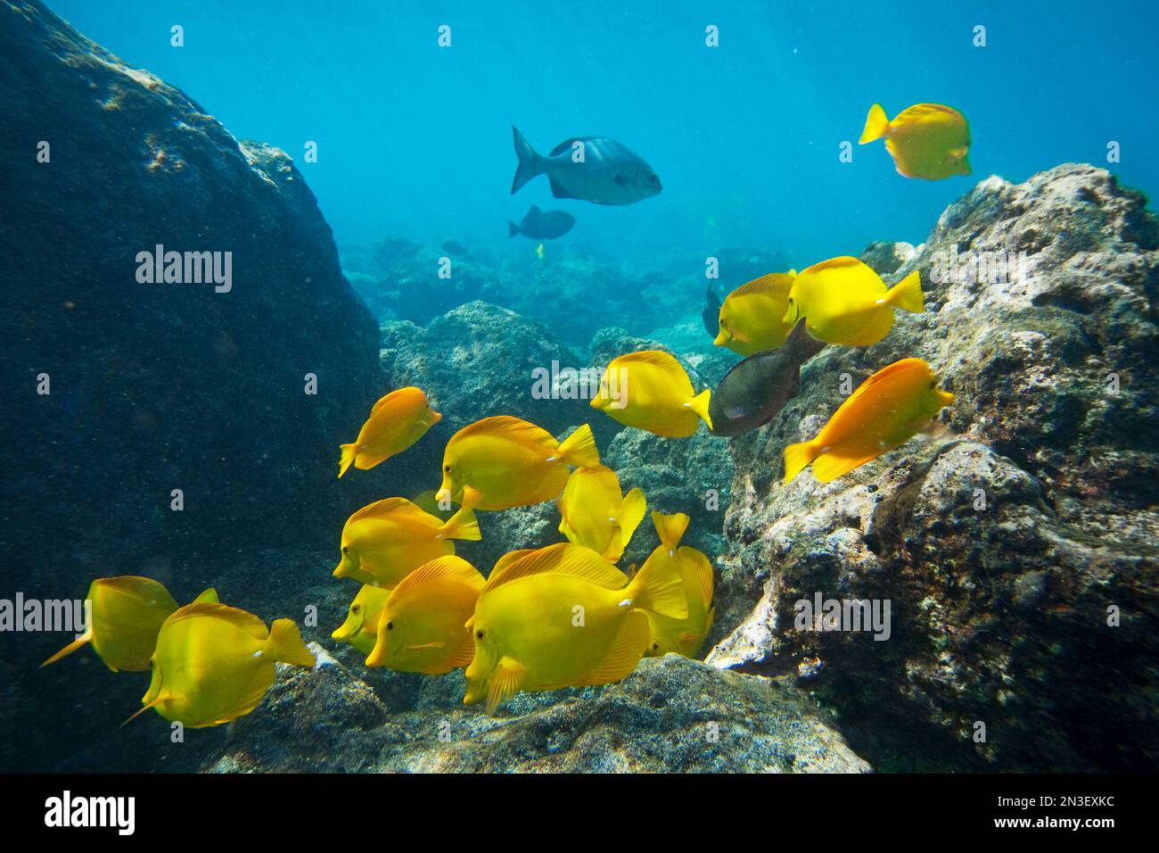 School of yellow tangs hi-res stock photography and images - Alamy