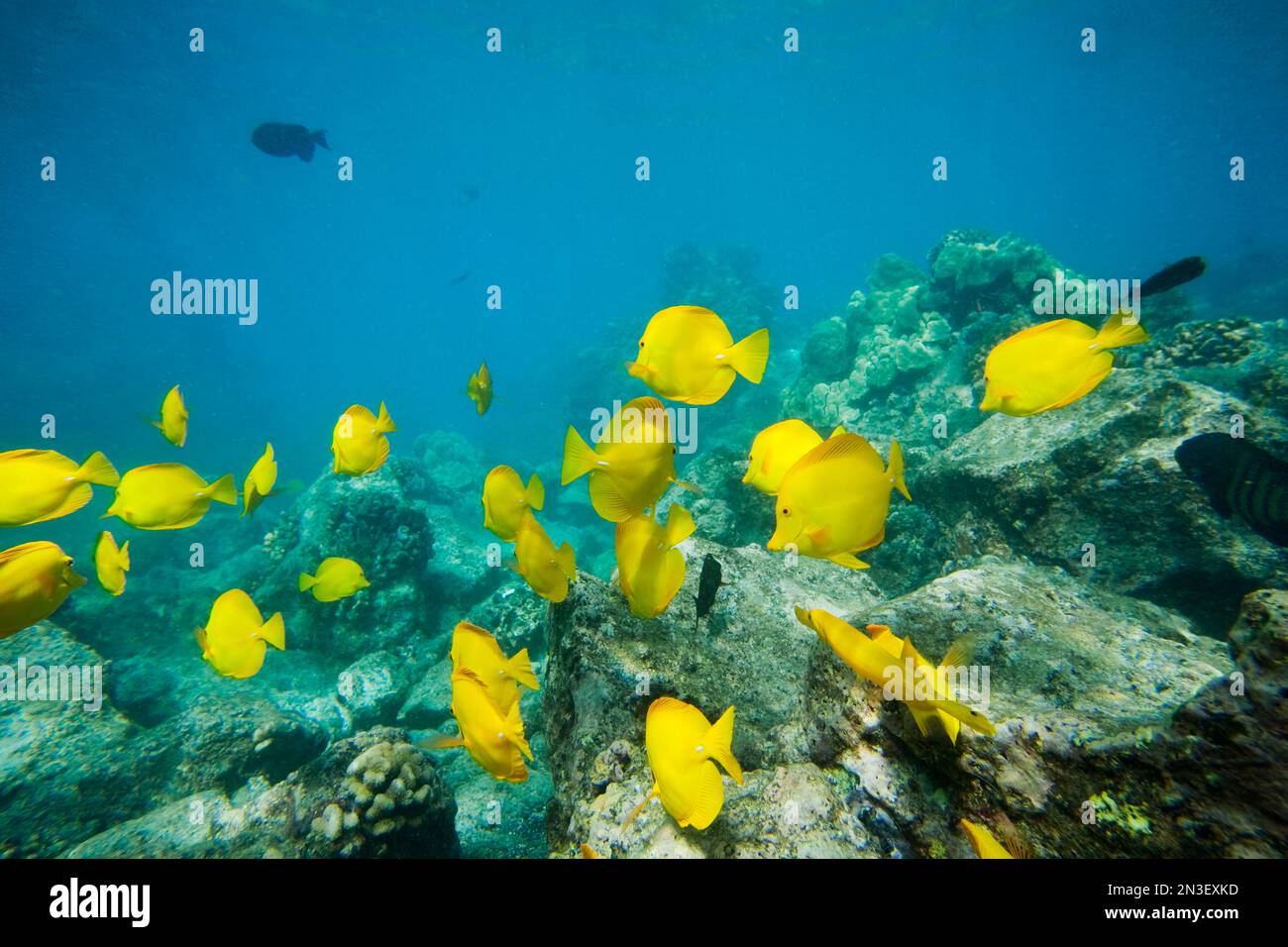 School of yellow tangs hi-res stock photography and images - Alamy