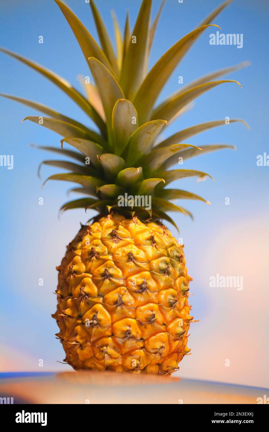 Close-up of a golden, ripe pineapple (Ananas comosus) grown on the ...