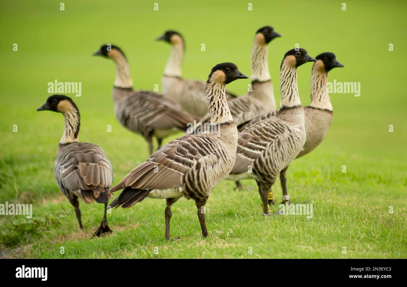 Nene (Branta sandvicensis), also known as the Hawaiian Goose, endemic ...