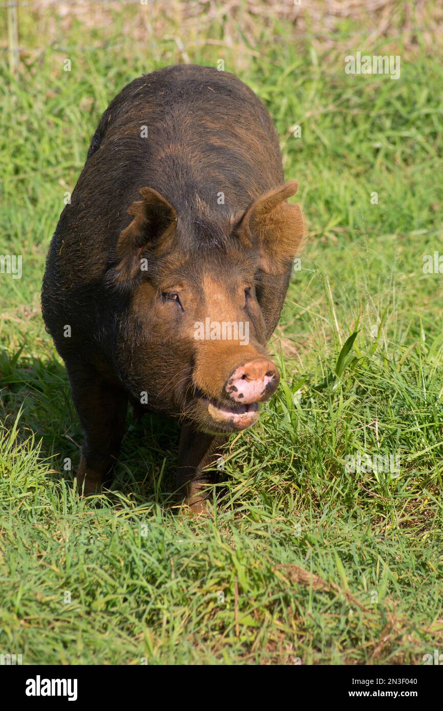 Portrait of a Berkshire pig (Sus scrofa domesticus) at Malama Farms in ...