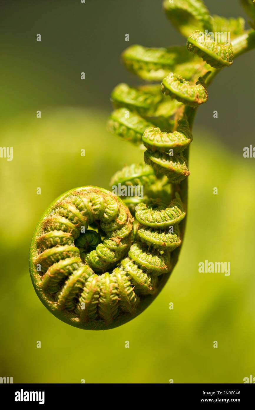 Hapuu fern hi-res stock photography and images - Alamy
