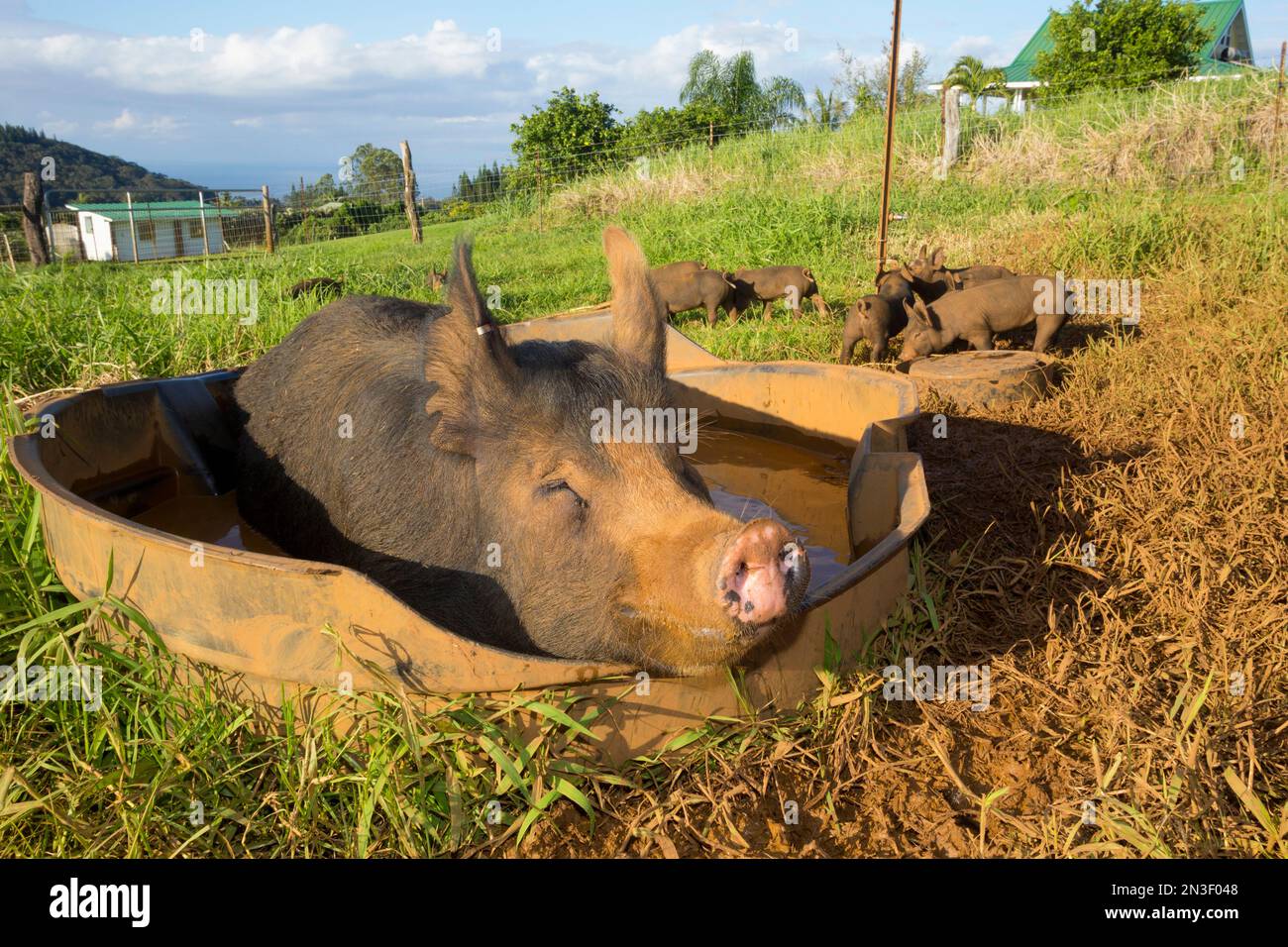 Malama farm hi-res stock photography and images - Alamy