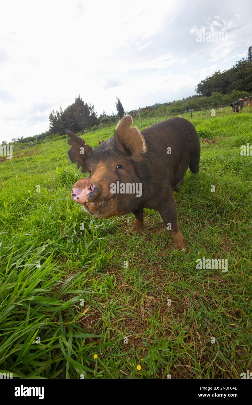 Portrait of a Berkshire pig (Sus scrofa domesticus) at Malama Farms in ...