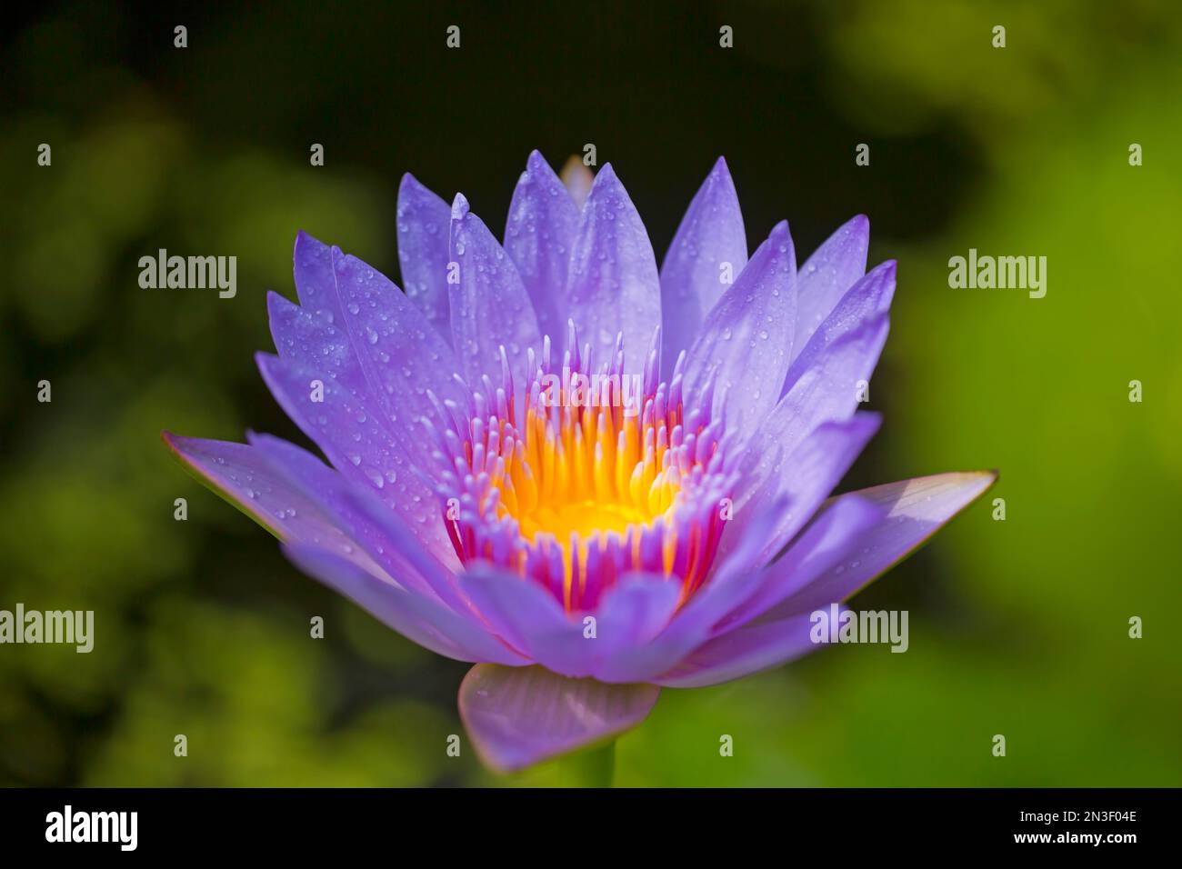 Vibranter hi-res stock photography and images - Alamy