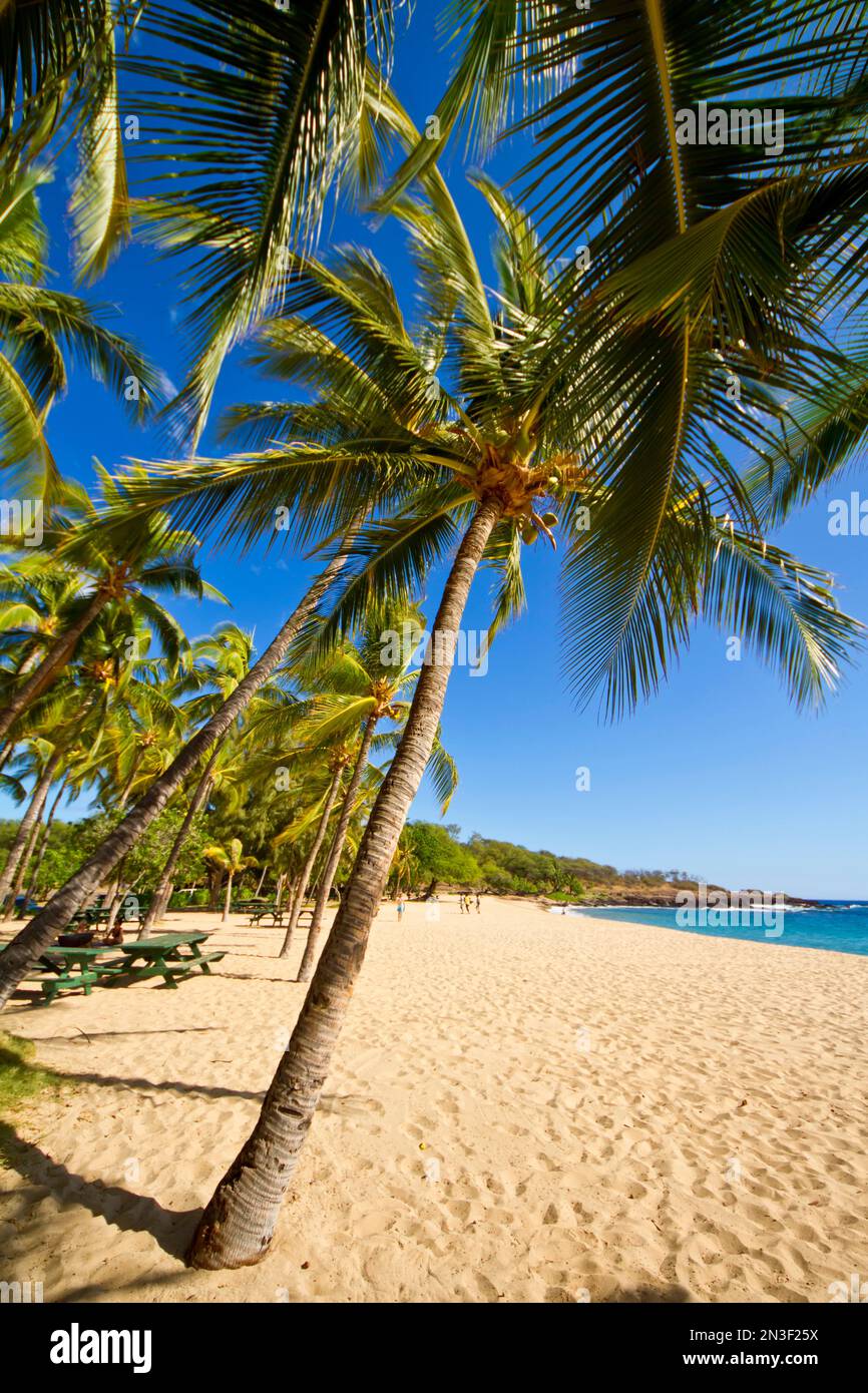 Beautiful vacations blue sky sand palm trees hi-res stock photography ...
