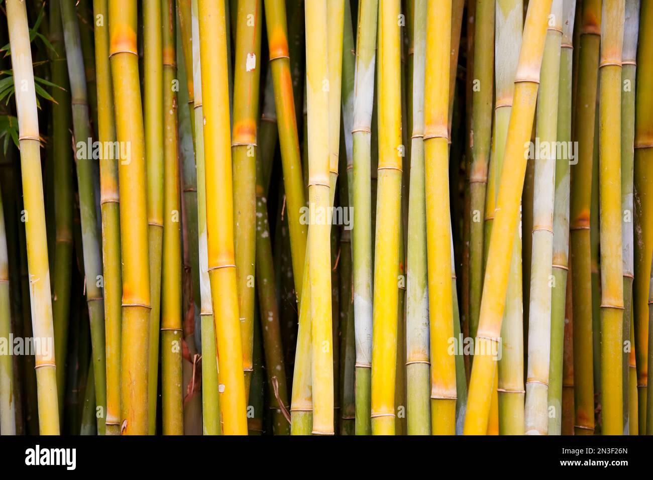 Close-up of bamboo (Bambusa) tree trunks; Hana, Maui, Hawaii, United ...