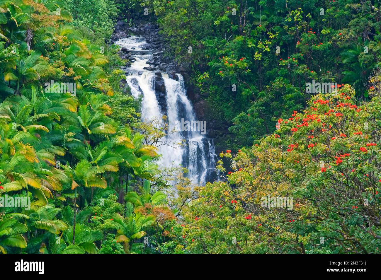 Rain forest along Nanue Falls and African Tulip trees (Spathodea ...
