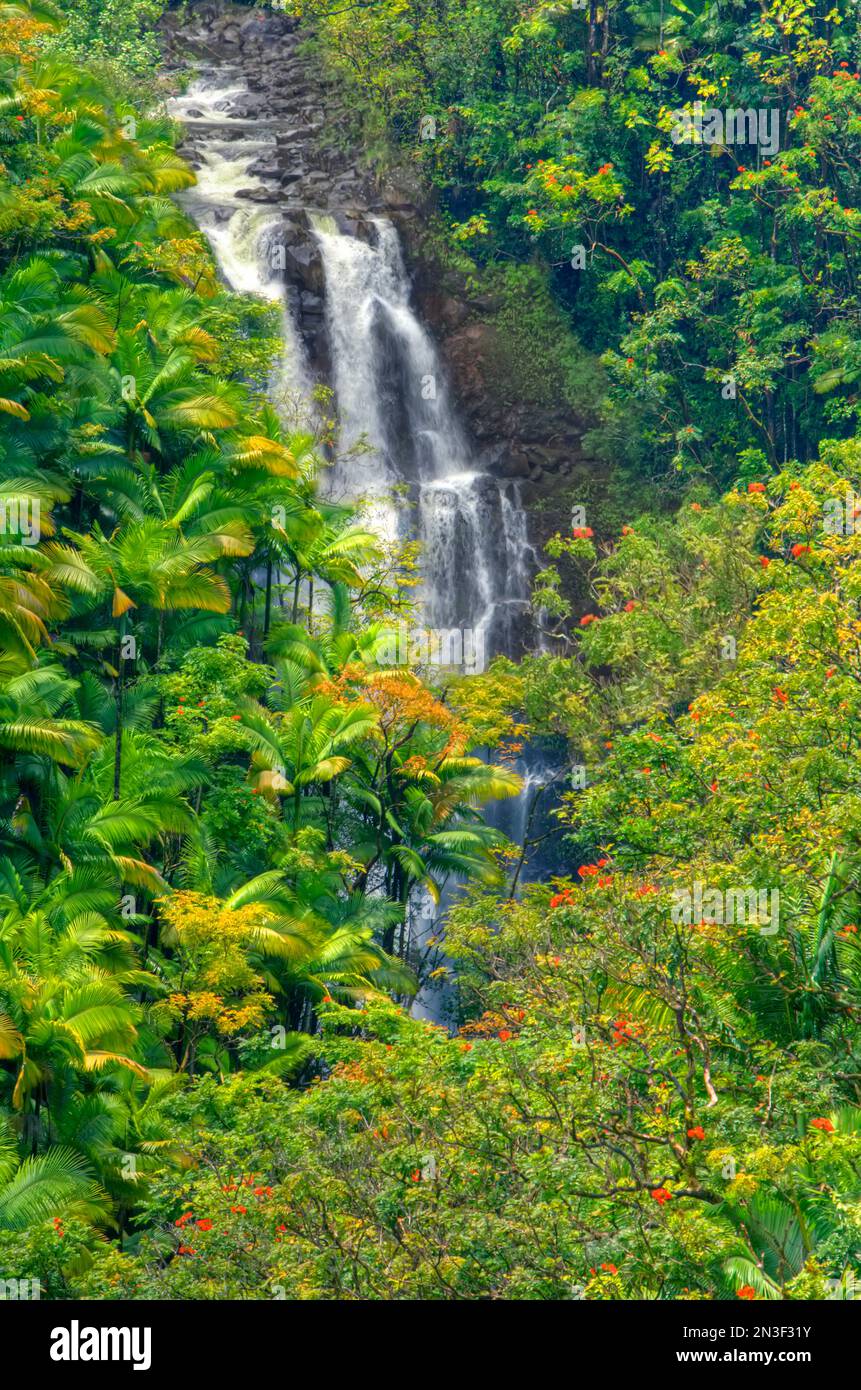 Rain forest along Nanue Falls and African Tulip trees (Spathodea ...
