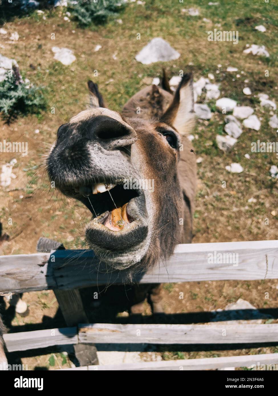 Donkey raised his head with open mouth while standing near a wooden ...