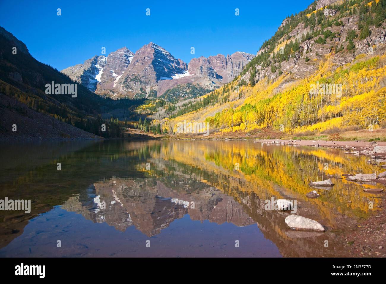 Maroon Bells during fall, with the aspen (Populus tremuloides) leaves ...