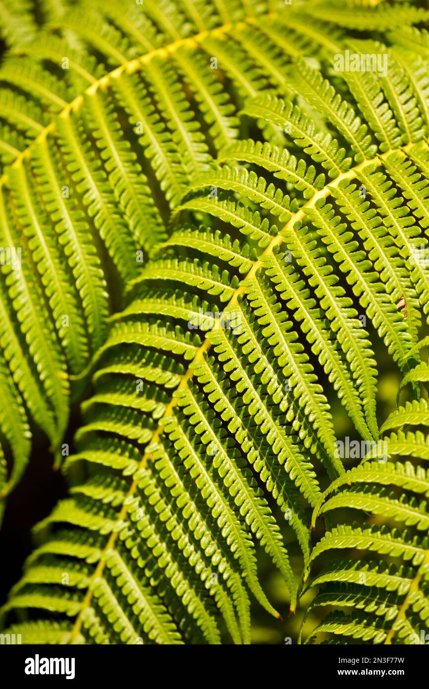 Hapuu fern hi-res stock photography and images - Alamy
