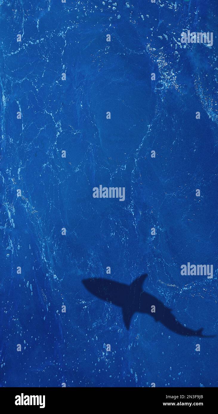 Shark shadow underwater, top view, sea waves Stock Photo - Alamy