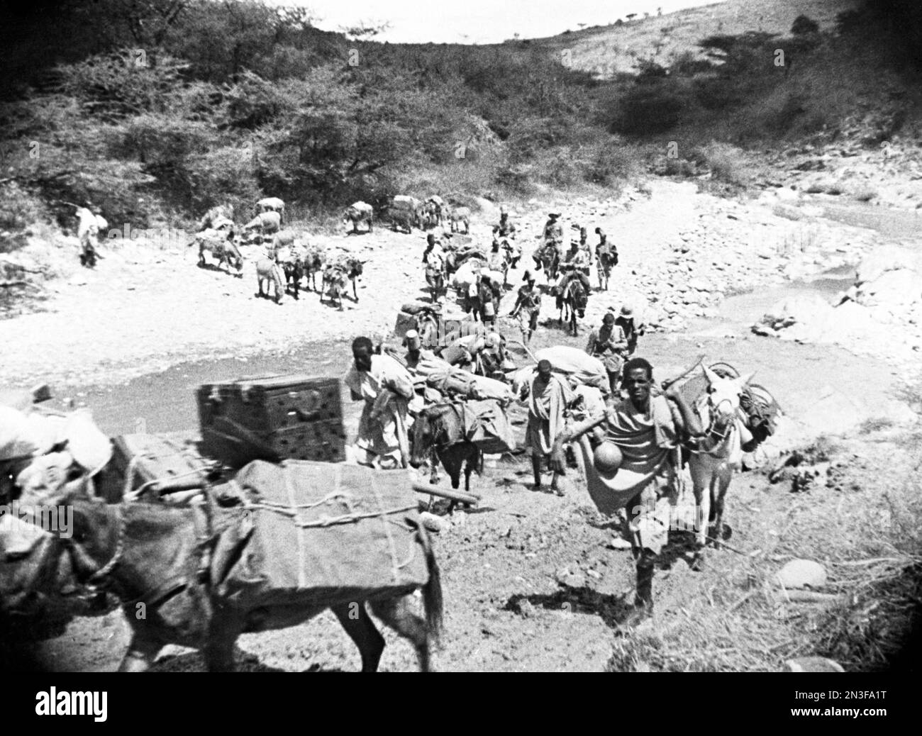 Italian native troops and mules laden with supplies during the great ...