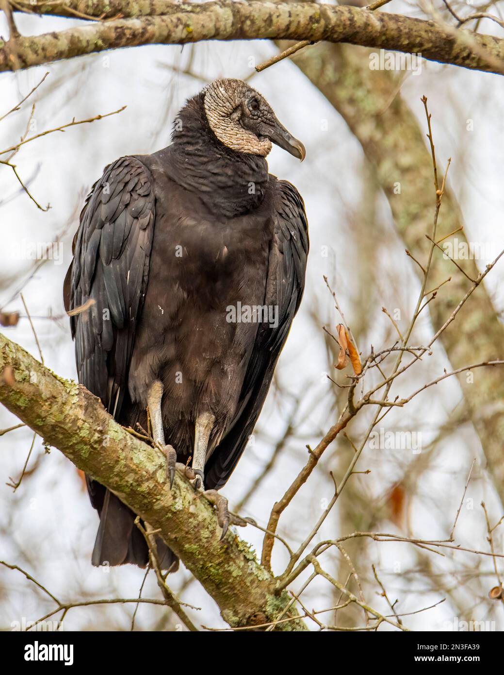 Black Vulture perched on a tree limb looking right Stock Photo - Alamy