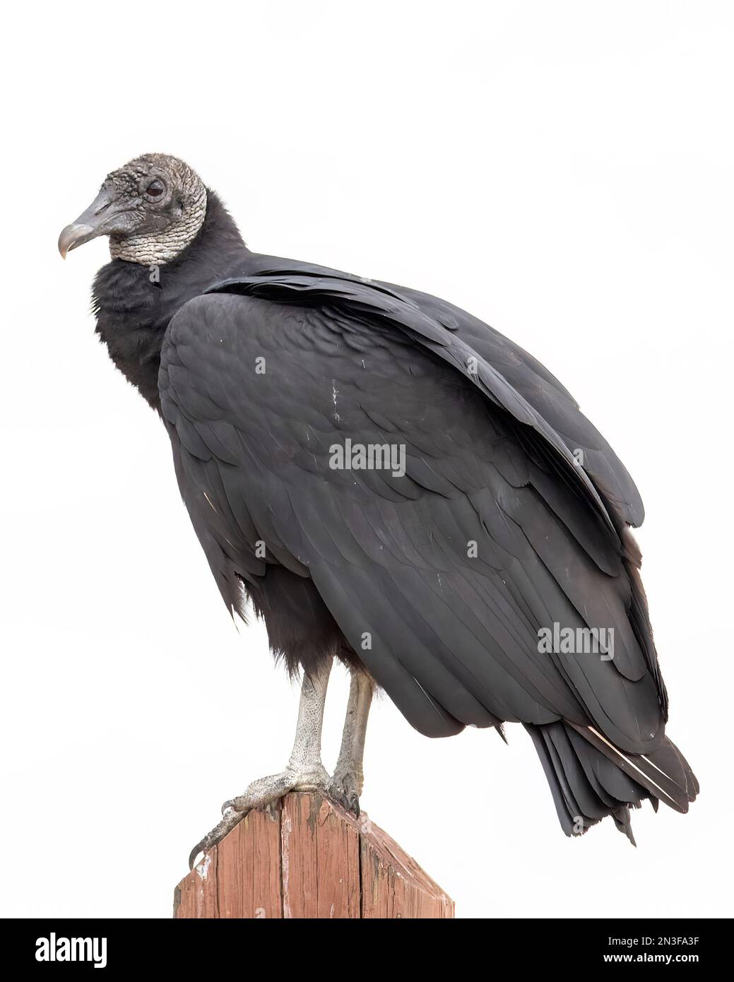 Black Vulture Perched on a red wood fence Stock Photo - Alamy