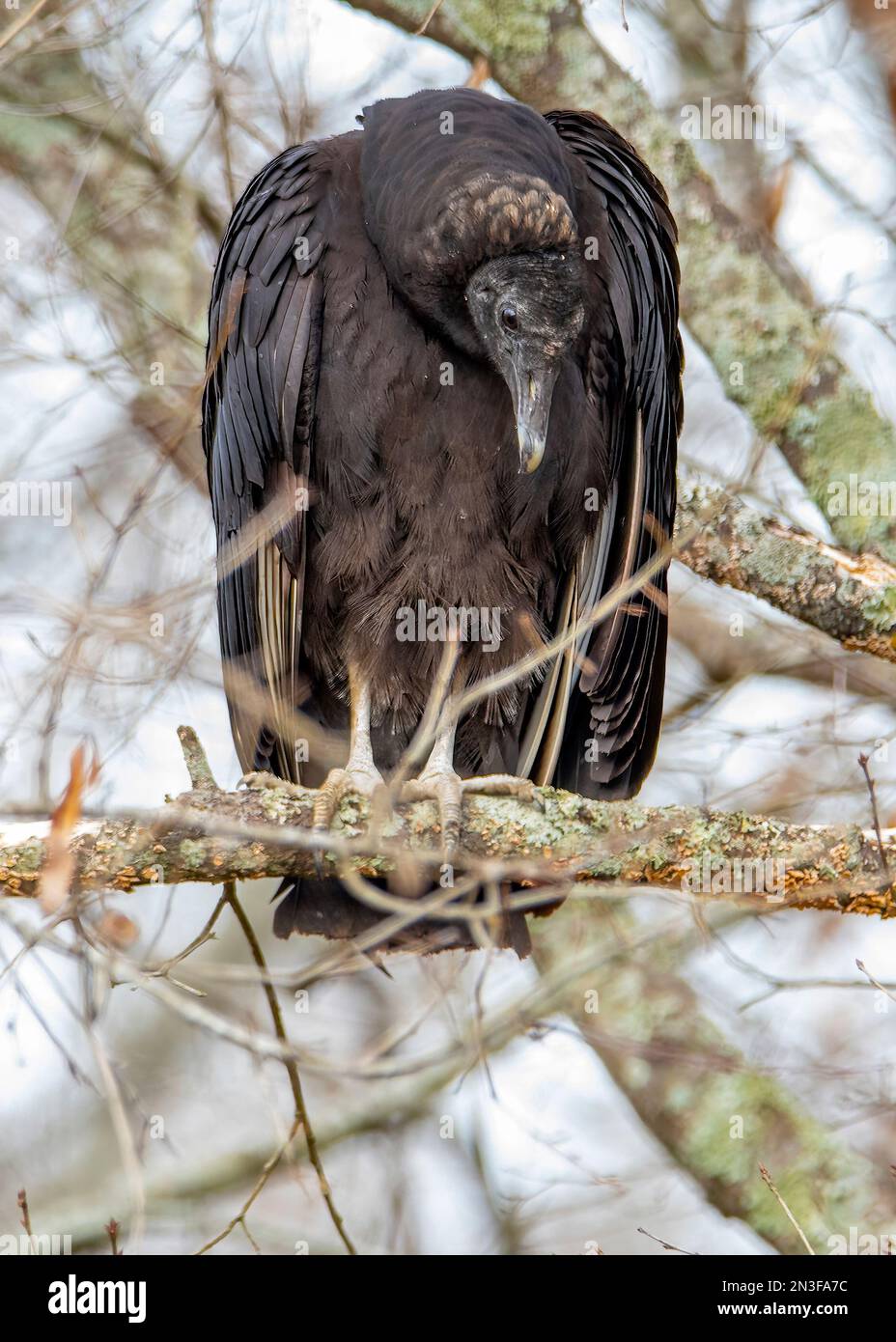 Black Vulture Perched on a tree branch looking down Stock Photo - Alamy