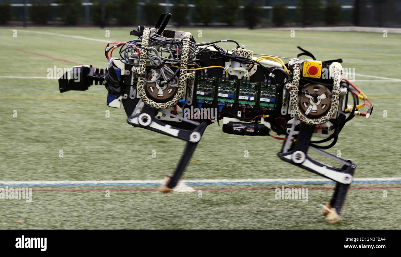 In this Oct. 24, 2014 photo, a robotic cheetah runs on an athletic ...