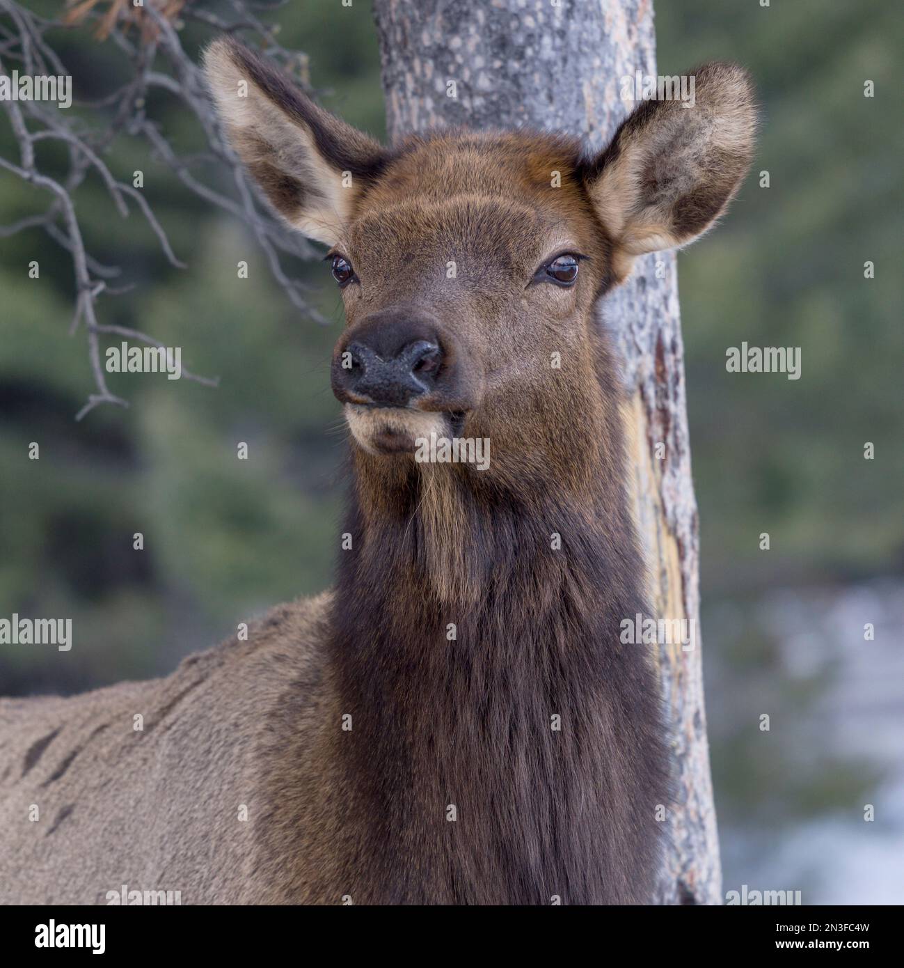 Elk (Cervus canadensis) in the Rocky Mountains in Banff National Park ...
