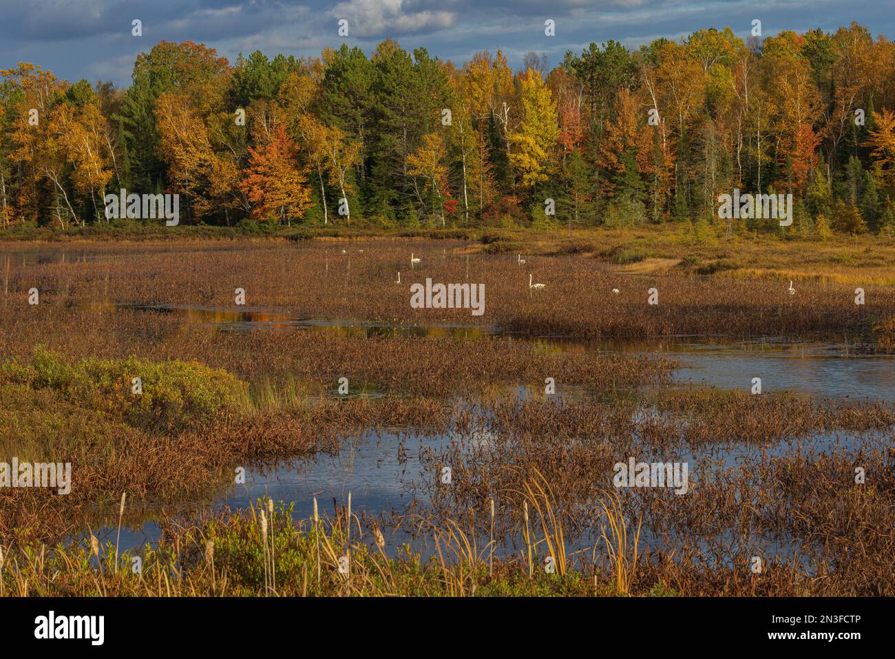 Trumpeter swans on Little Clam Lake in northern Wisconsin Stock Photo ...