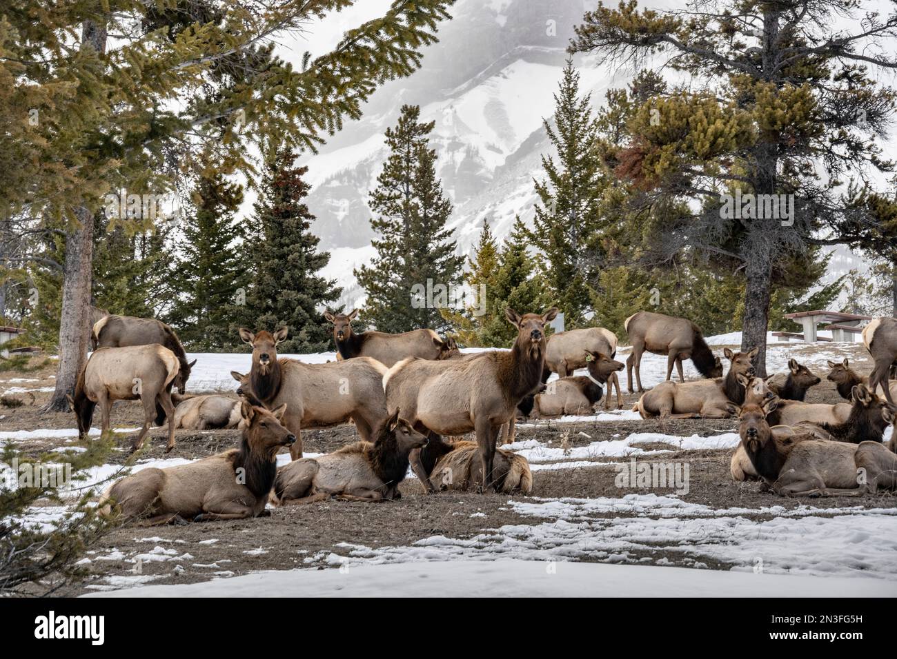 Large herd of Elk (Cervus canadensis) grazing and resting on a snowy ...