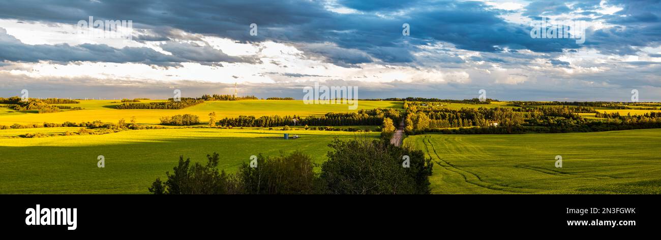 Panoramic landscape view of the Sturgeon River Valley with canola crops ...