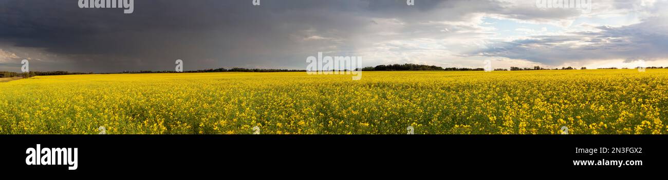 A landscape view of a Canola crop in full bloom at sunset during a ...