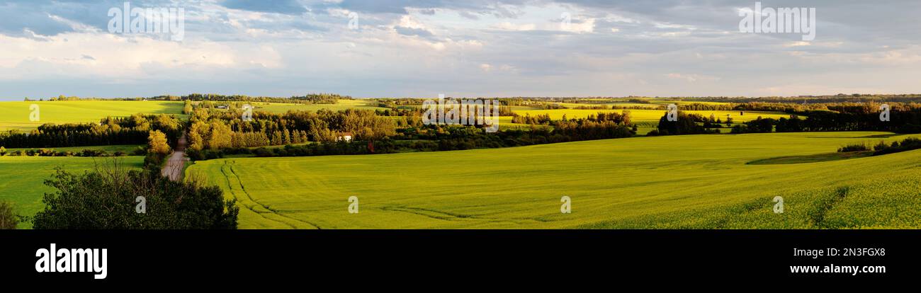 Panoramic landscape view of the Sturgeon River Valley with canola crops ...