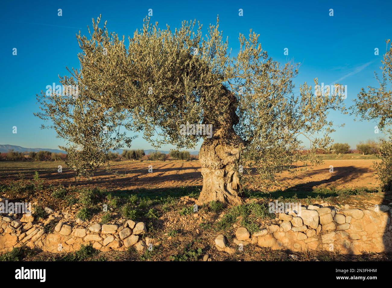 Old olive tree growing on the edge of farmland; Benissanet, Tarragona ...